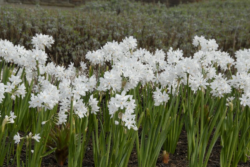 Brighten Winter with Paperwhite Blooms - De Vroomen US