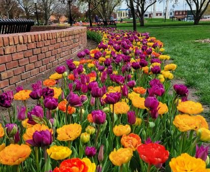 A Bright Outlook For The 2024/2025 Bulb Season - De Vroomen US