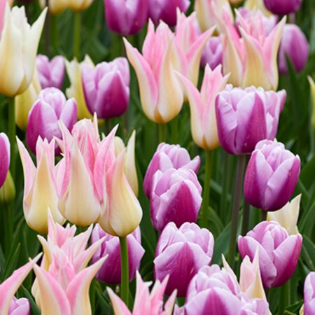 Introducing Our Exciting New Tulip Blends - De Vroomen US