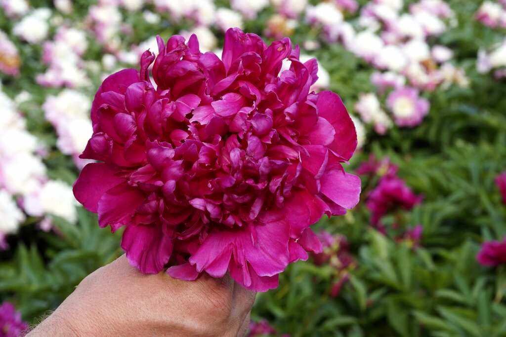 Plant Peonies This Fall for Stronger, Longer-Lasting Blooms - De Vroomen US