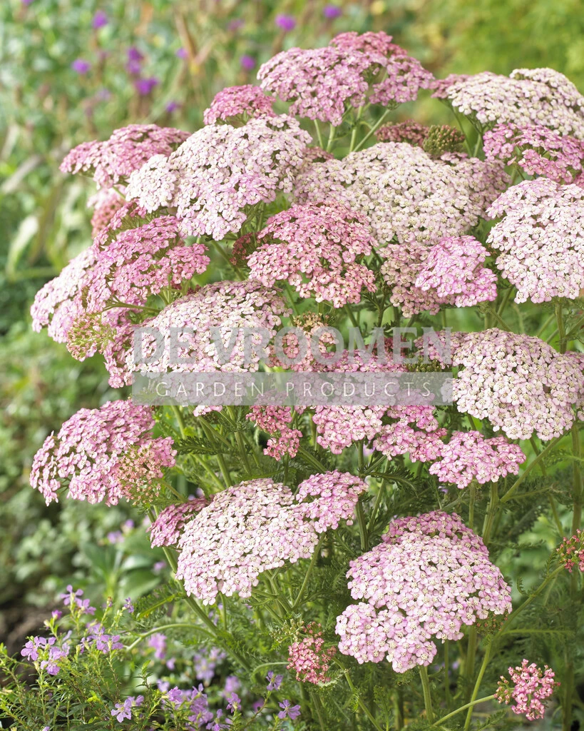 Achillea Rainbow Ending Blue | 250 pcs - De Vroomen US