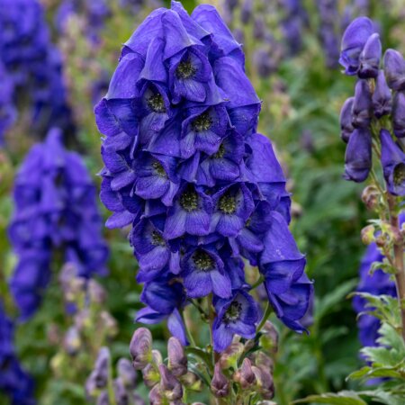 Wholesale Aconitum Bare Roots - De Vroomen US