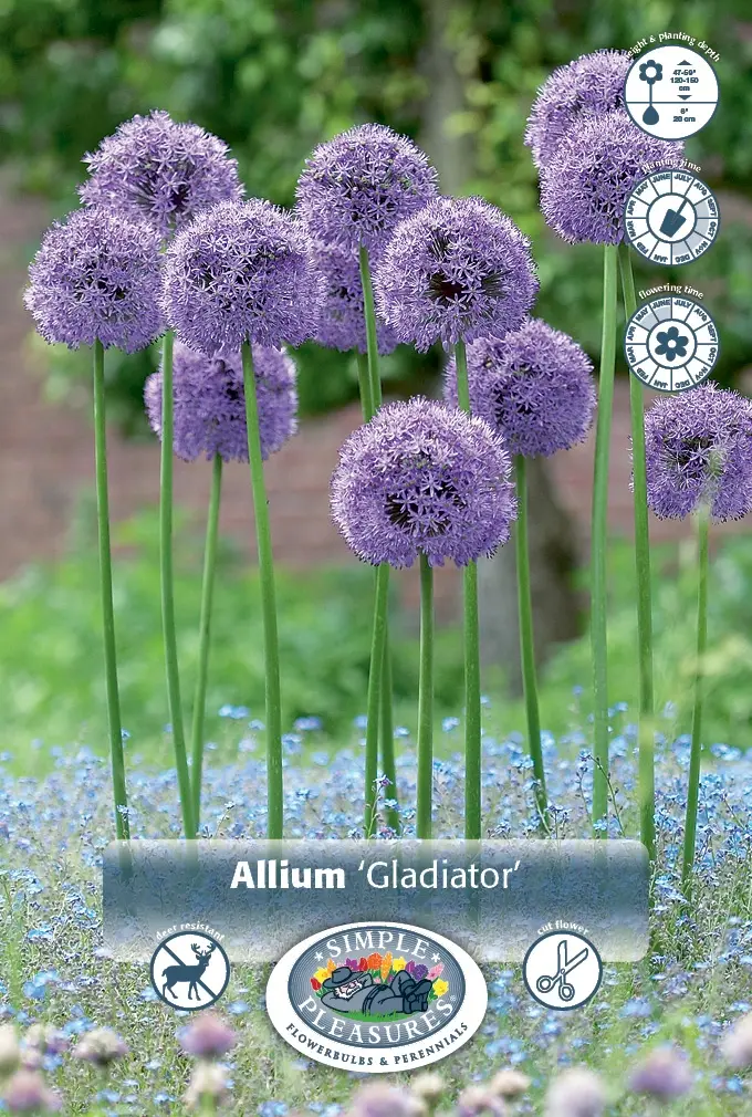 Allium Gladiator | 100 pcs - De Vroomen US