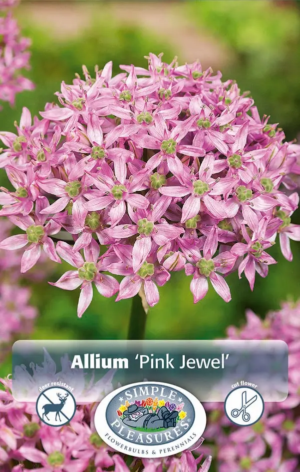 Allium Pink Jewel | Capper 25 x 2 - De Vroomen US
