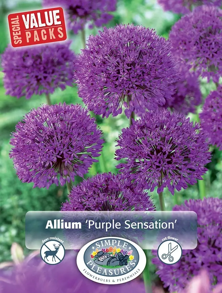 Allium Purple Sensation | Capper 15 x 8 - De Vroomen US