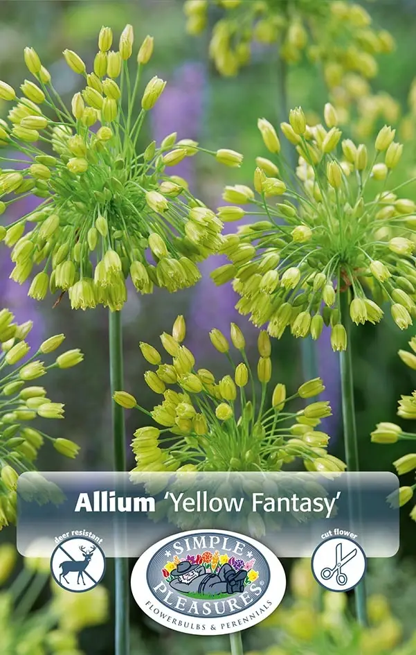 Allium Yellow Fantasy | Capper 25 x 10 - De Vroomen US