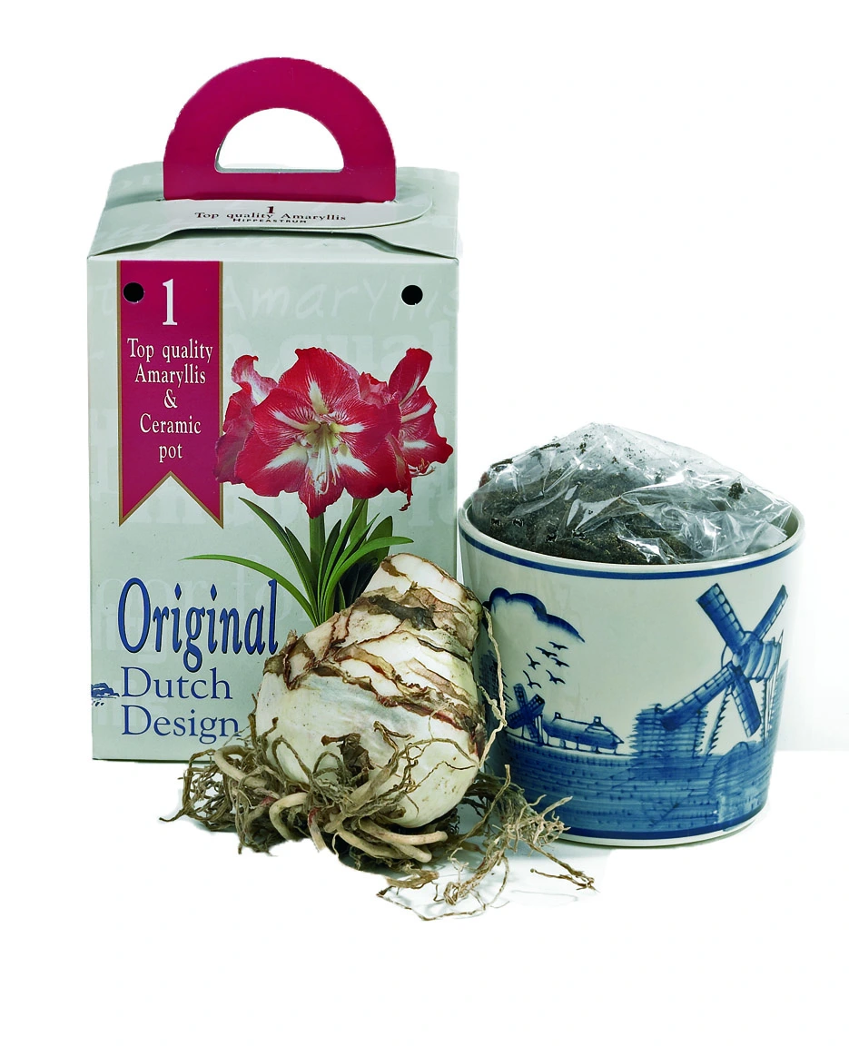 Amaryllis Collection Ceramic Delft Blue Pot | 12 Bulbs per Box pce - De ...