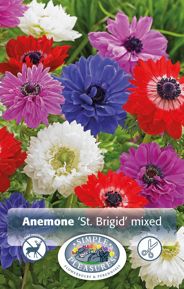 Anemone Coronaria St. Brigid Mixed | Capper 20 x 15 - De Vroomen US