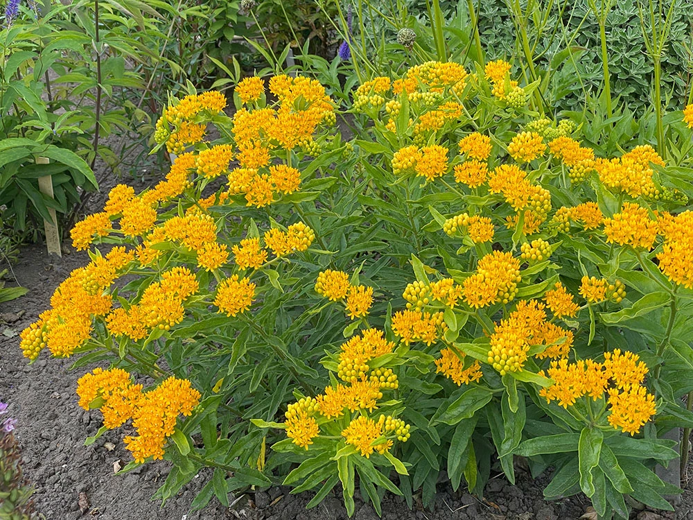 Asclepias Hello Yellow | 25 pcs - De Vroomen US