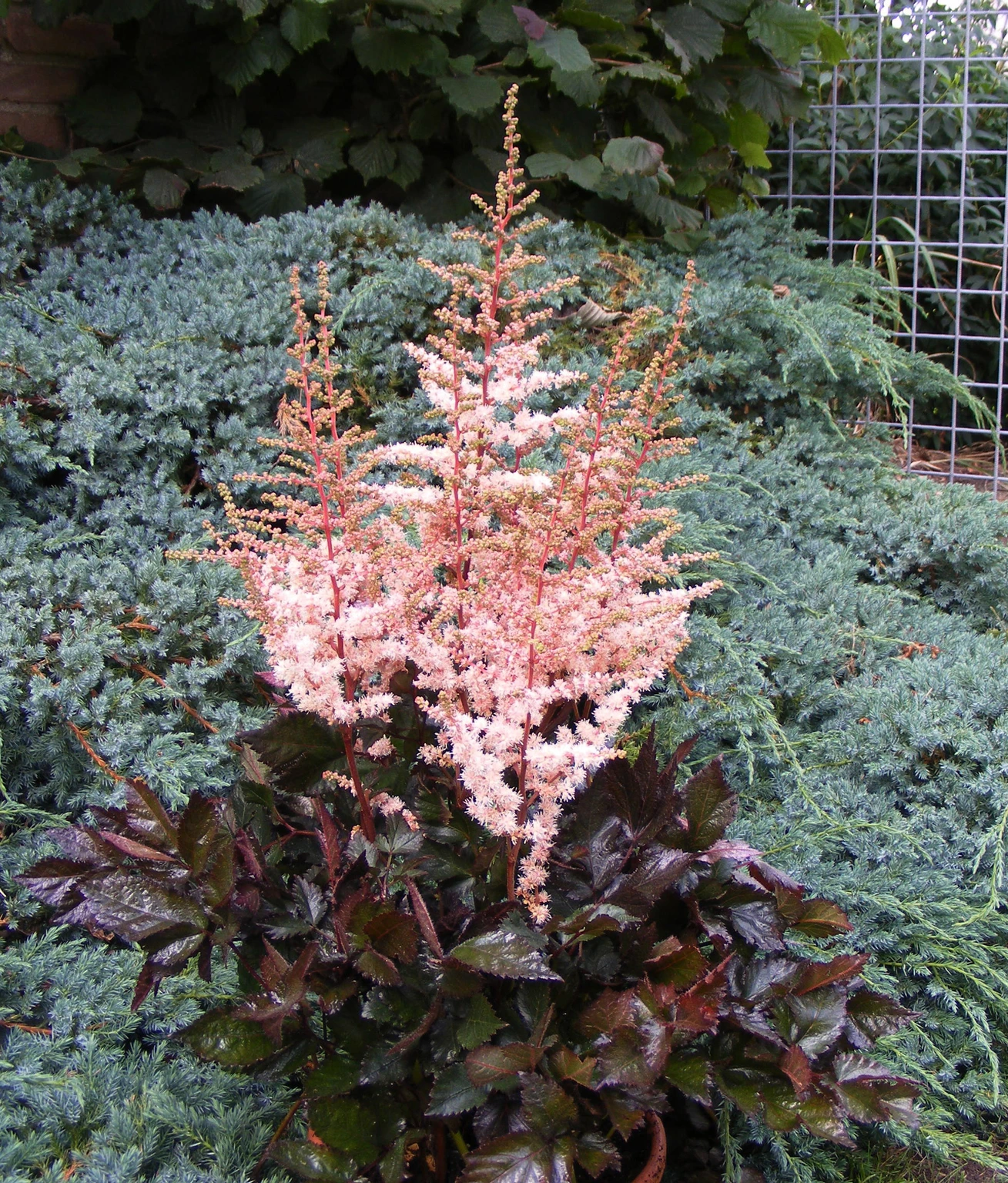 Astilbe Spotlight | 25 pcs - De Vroomen US