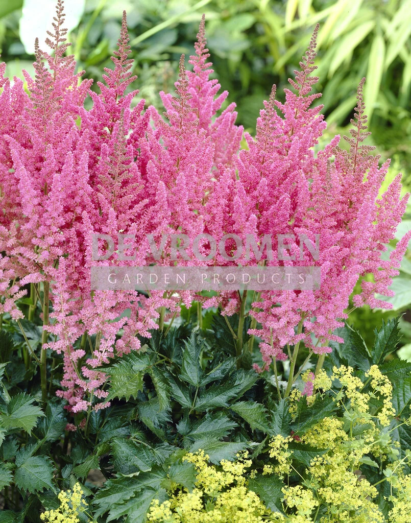 Astilbe Visions in Pink PBR | 25 pcs - De Vroomen US