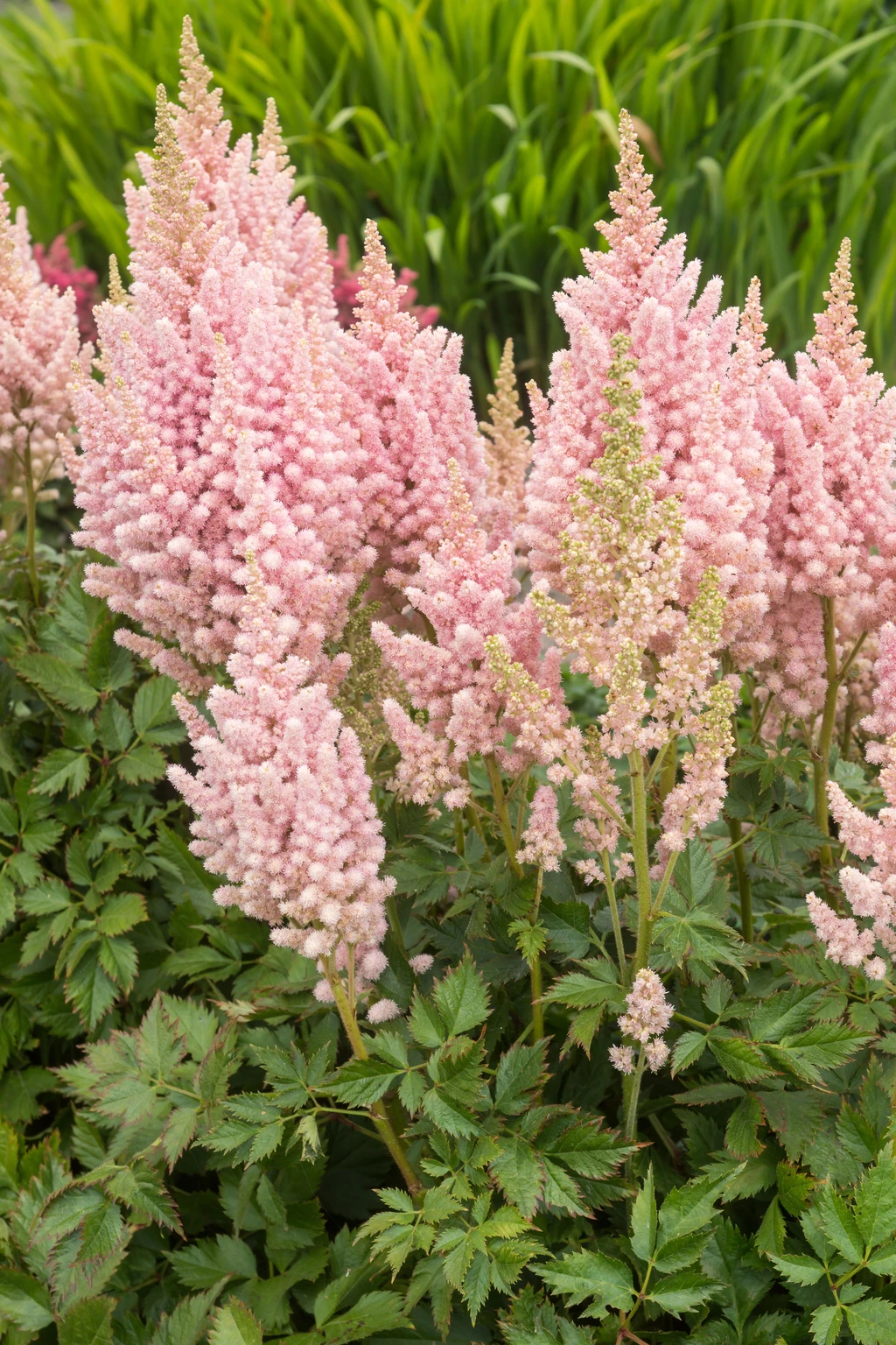 Astilbe Visions Inferno PBR | 125 pcs - De Vroomen US