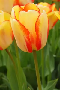 Beauty of Spring - De Vroomen US