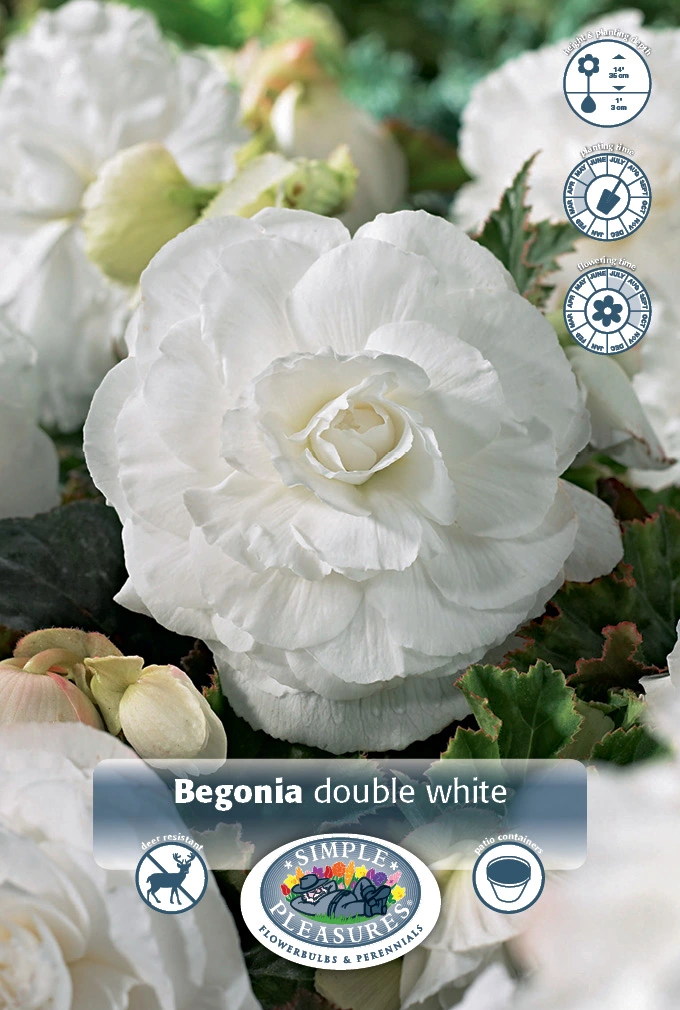 Begonia Double White | 100 pcs - De Vroomen US