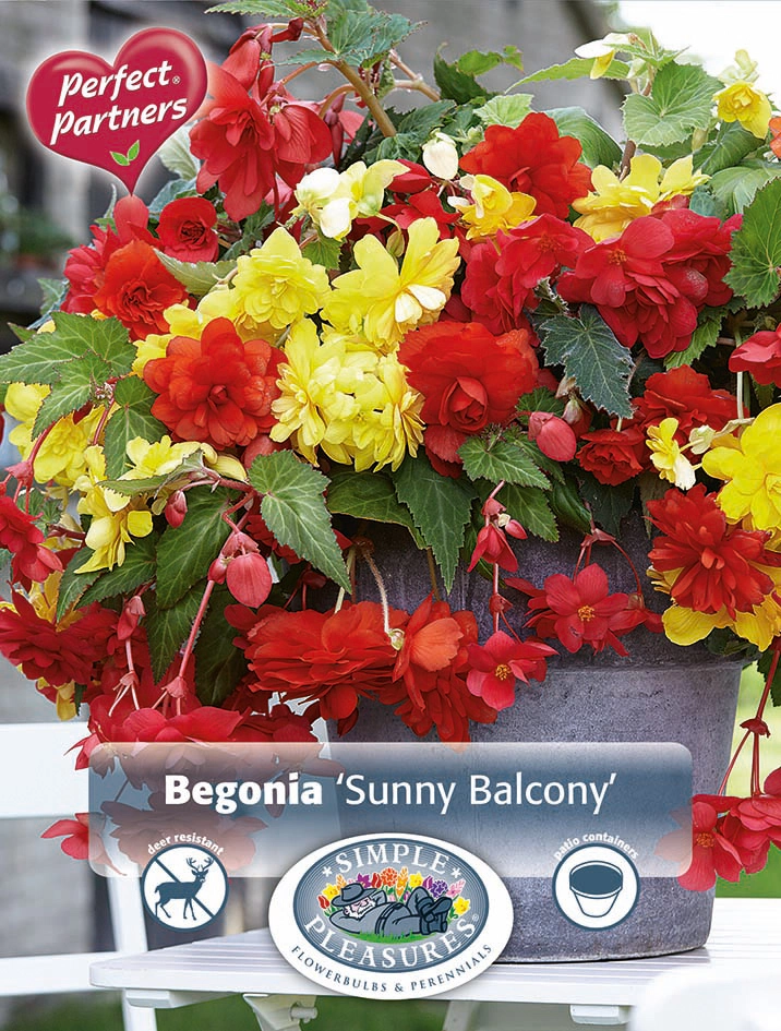 Begonia Pendula Sunny Balcony | Capper 18 x 5 - De Vroomen US