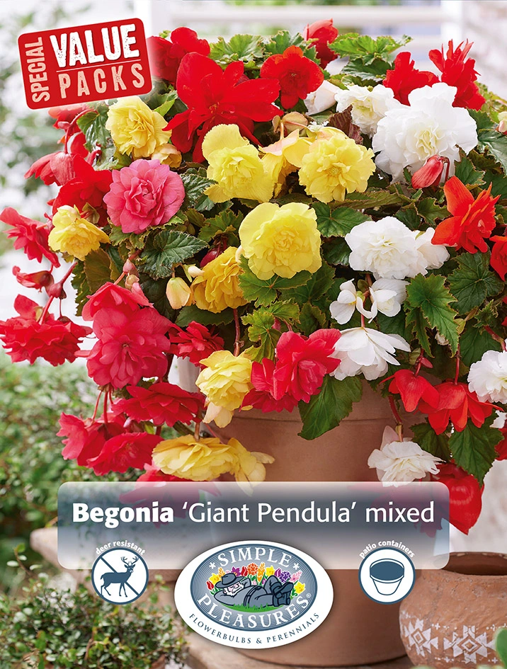 Begonia Giant Pendula Mix | Capper 15 x 4 - De Vroomen US
