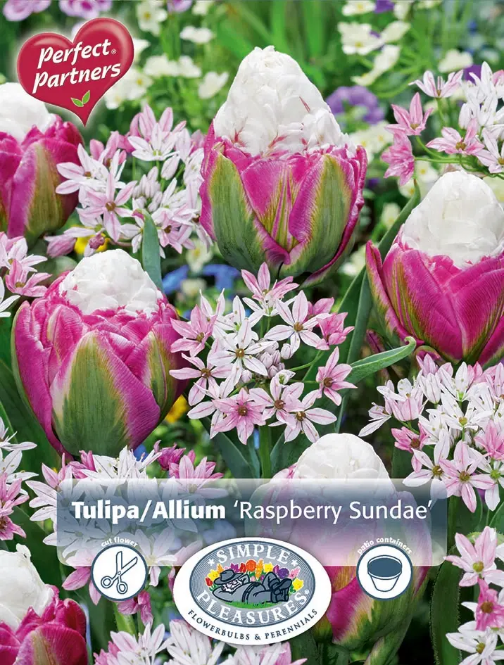 Blend Tulipa/Allium Raspberry Sundae | Capper 20 x 12 - De Vroomen US