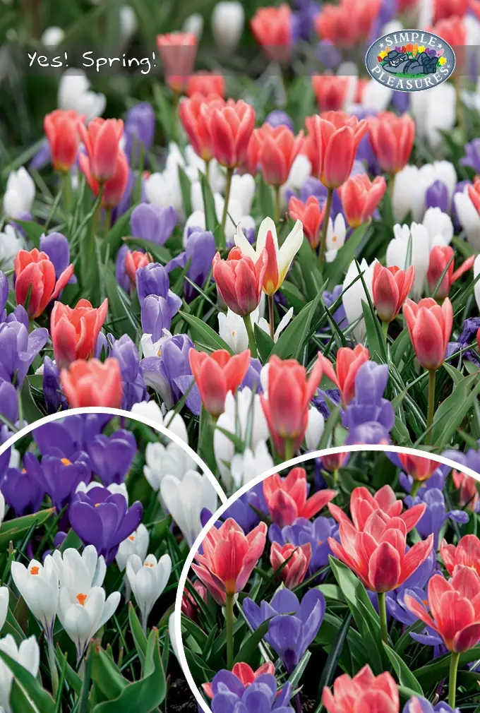 Blend Tulipa/Crocus Yes! Spring! | Bags 35 x 30 - De Vroomen US