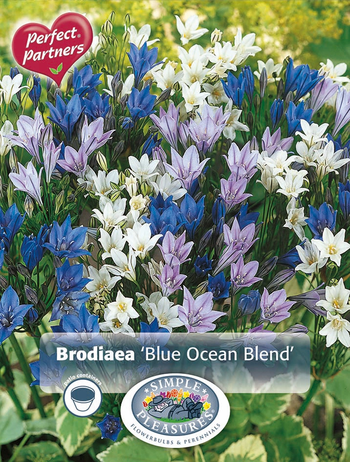 Brodiae Brodiaea Blue Ocean Blend | Capper 5 x 16 - De Vroomen US