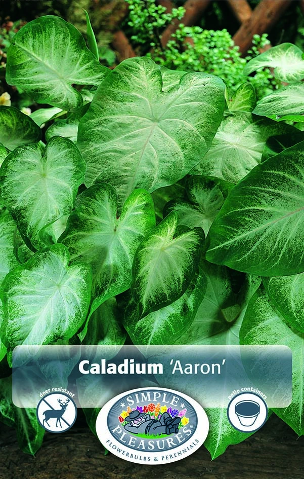 Caladium Aaron | 25 pce - De Vroomen US