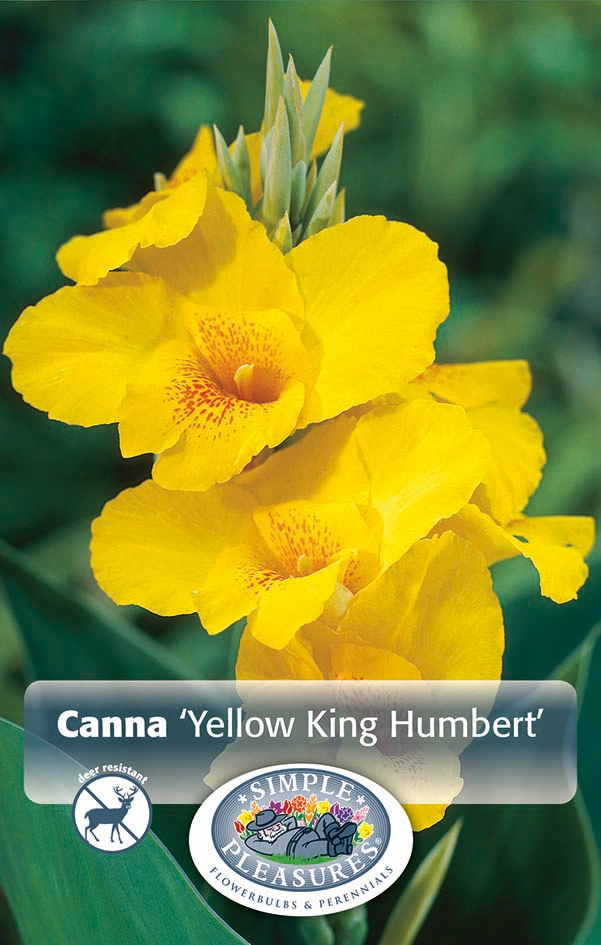 Canna Yellow King Humbert | 12 pcs - De Vroomen US