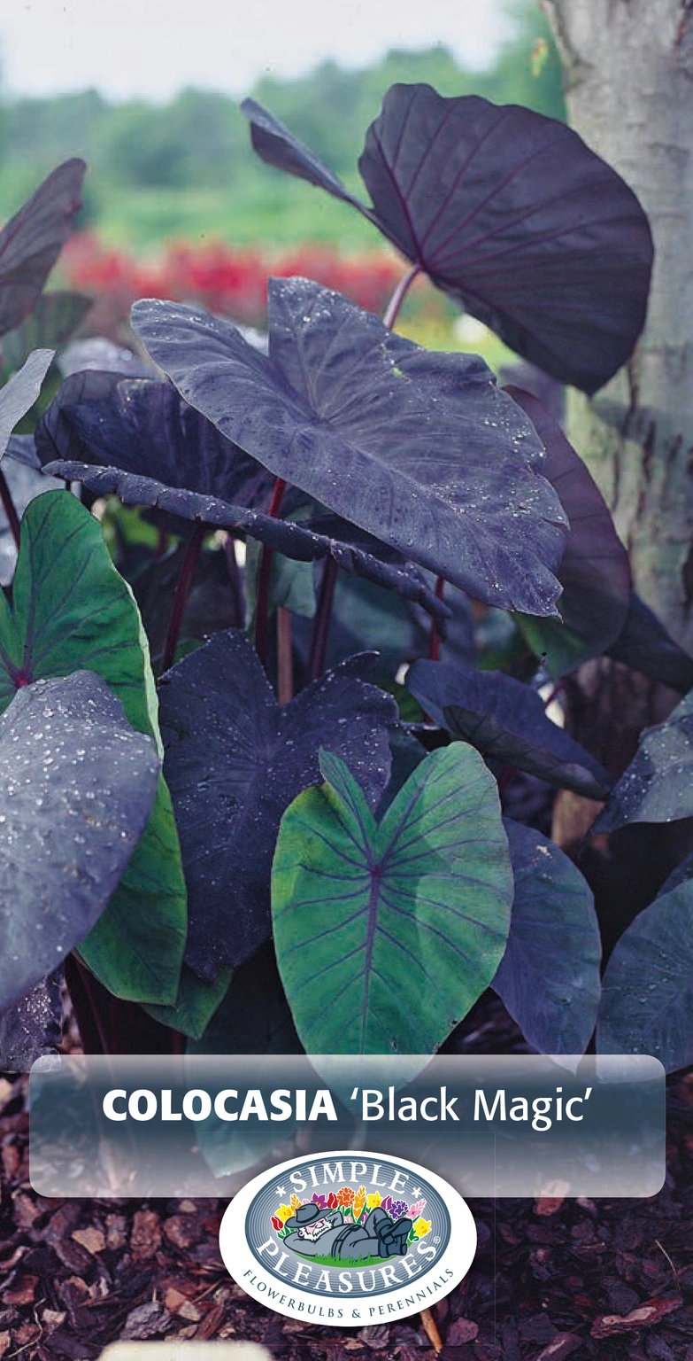 Colocasia Black Magic | 20 pce - De Vroomen US