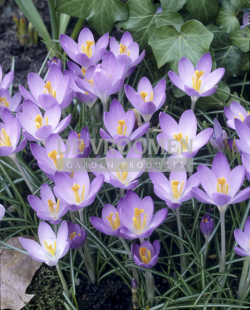 Crocus Botanical Tommassianus Barr'S Purple | 100 pcs - De Vroomen US