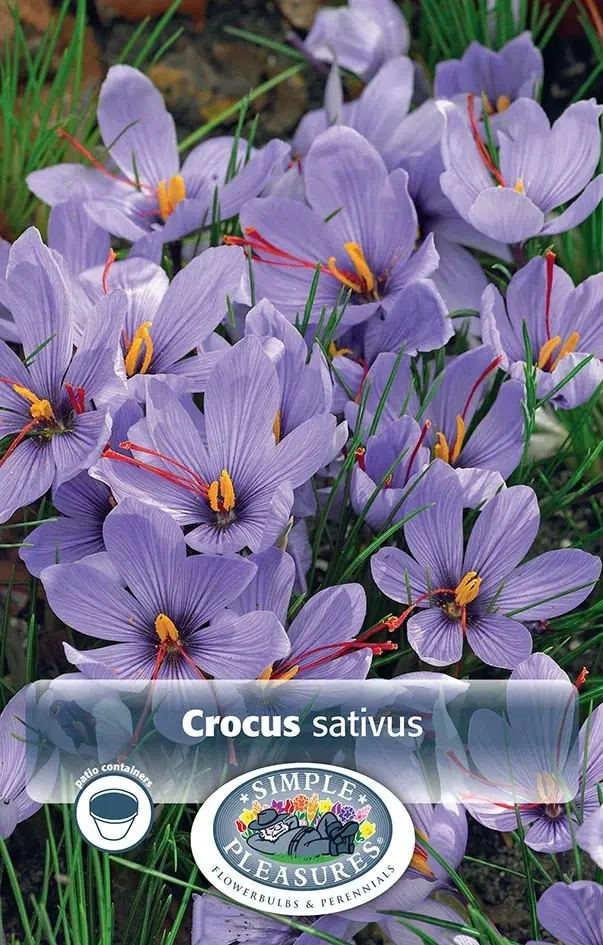 Crocus Fall Flowering Sativus (Corsinii) - Safran | Capper 15 x 10 - De ...