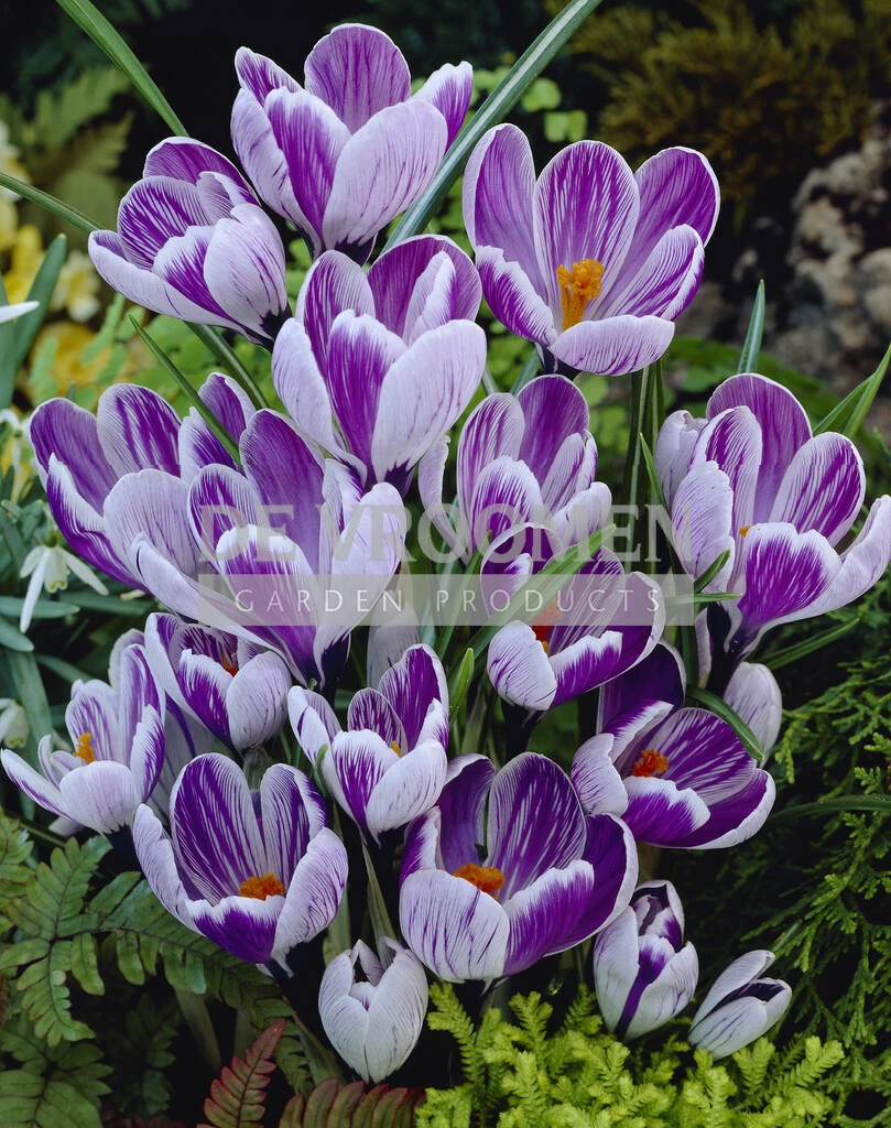 Crocus King of the Striped | 100 pcs - De Vroomen US
