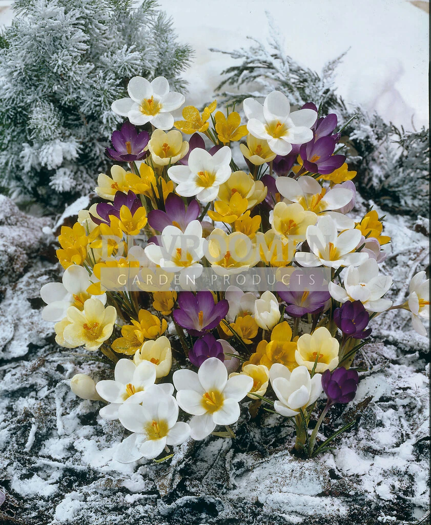 Crocus Botanical Mixed Chrysanthus | 100 pcs - De Vroomen US