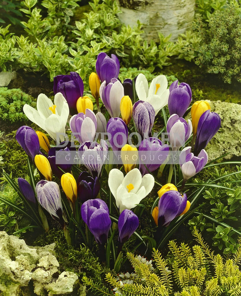 Crocus Mixed vernus | 100 pcs - De Vroomen US