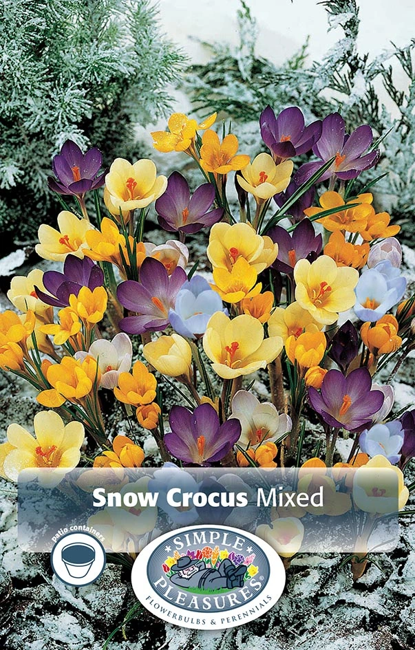 Crocus Specie Mixed | Cappers 20 x 16 - De Vroomen US