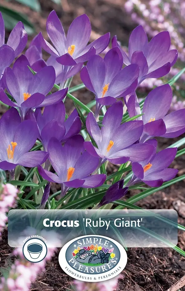 Crocus Specie Ruby Giant | Capper 16 x 20 - De Vroomen US