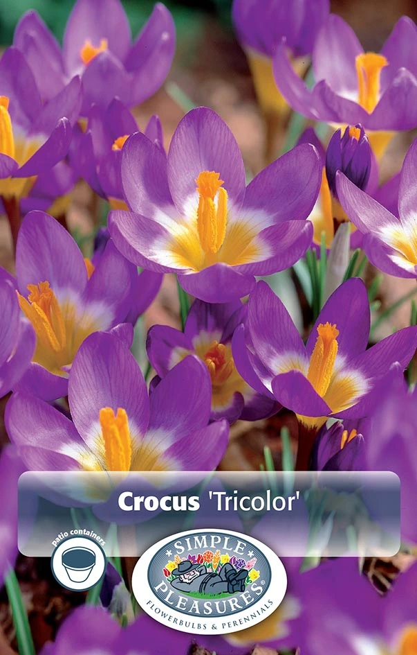 Crocus Specie Tricolor | Cappers 20 x 16 - De Vroomen US