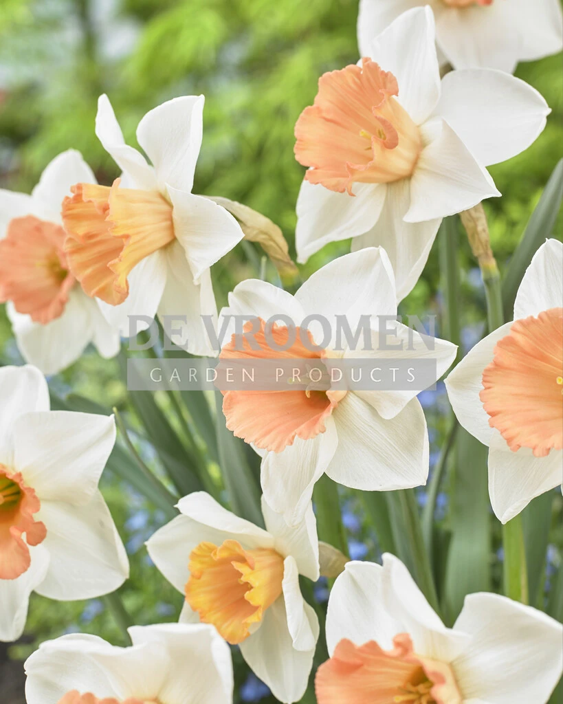 Daffodil Chromacolor | 25 pcs - De Vroomen US