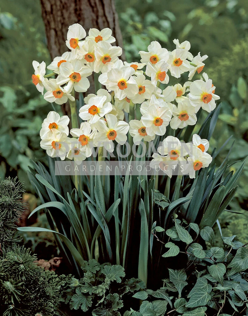 Daffodil Geranium | 25 pcs - De Vroomen US