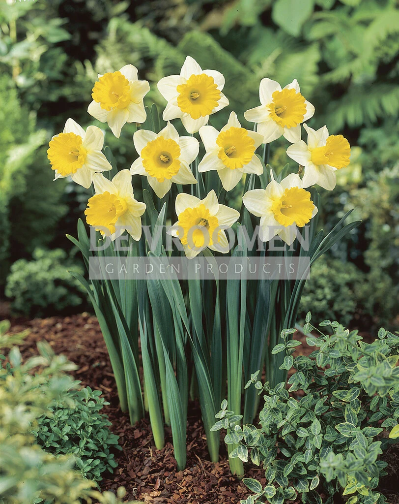 Daffodil Goblet | 25 pcs - De Vroomen US