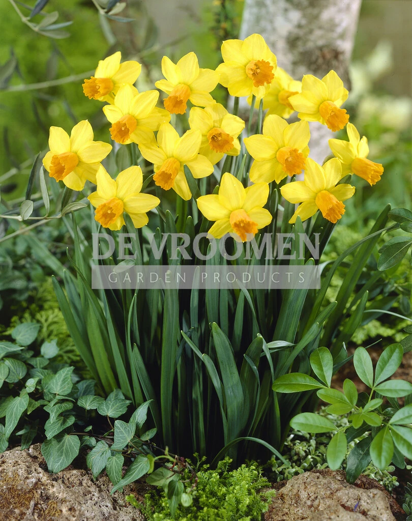 Daffodil Jetfire | 50 pcs - De Vroomen US