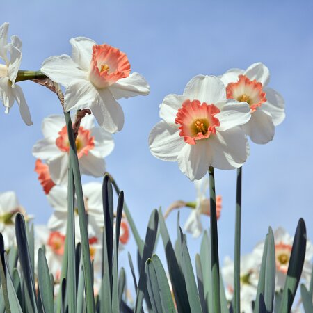 Daffodil (Narcissus) Split Corona (Butterfly) - De Vroomen US