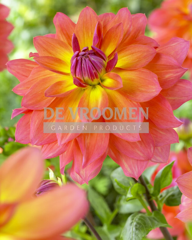 Dahlia Firepot | 15 pcs - De Vroomen US