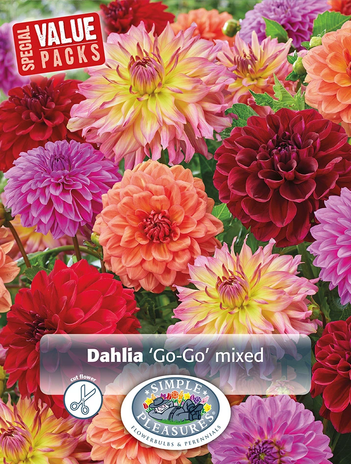 Dahlia Go-Go Mix | Capper 12 x 3 - De Vroomen US