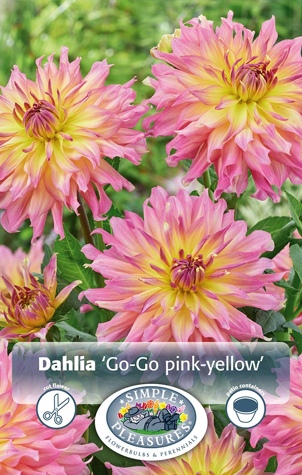 Dahlia Go-Go Pink-Yellow | 12 pcs - De Vroomen US