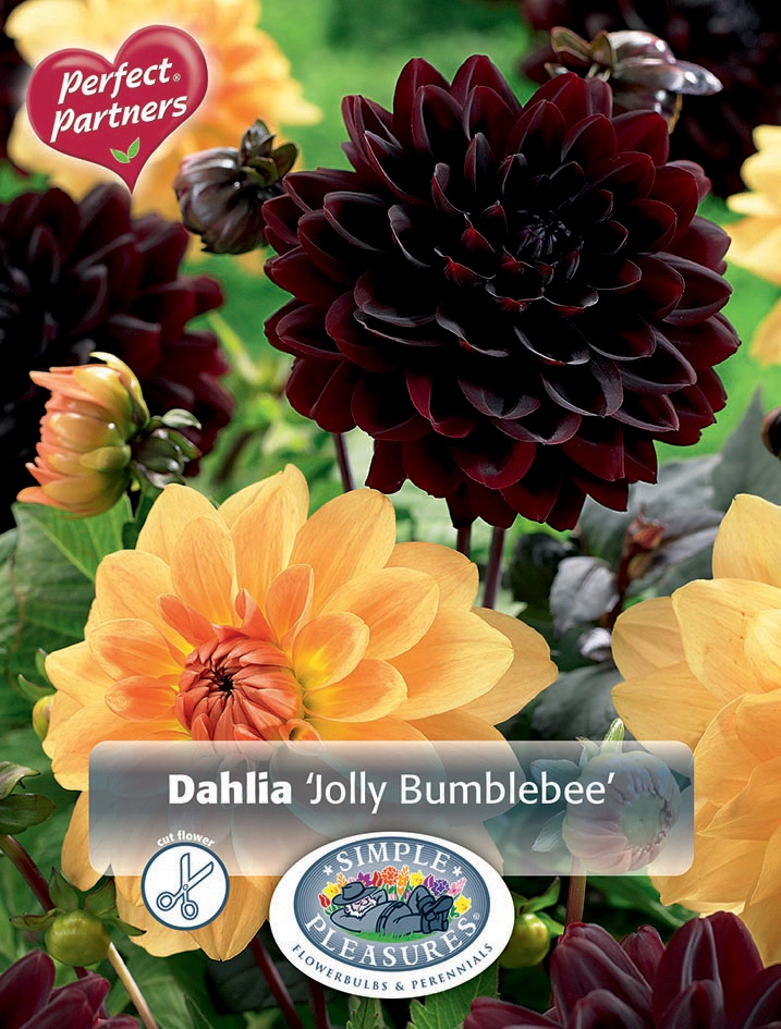 Dahlia Decoractive Jolly Bumblebee | Capper 18 x 2 - De Vroomen US