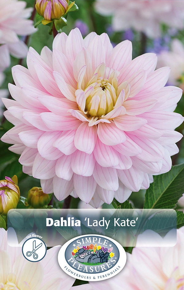 Dahlia Lady Kate | 12 pcs - De Vroomen US