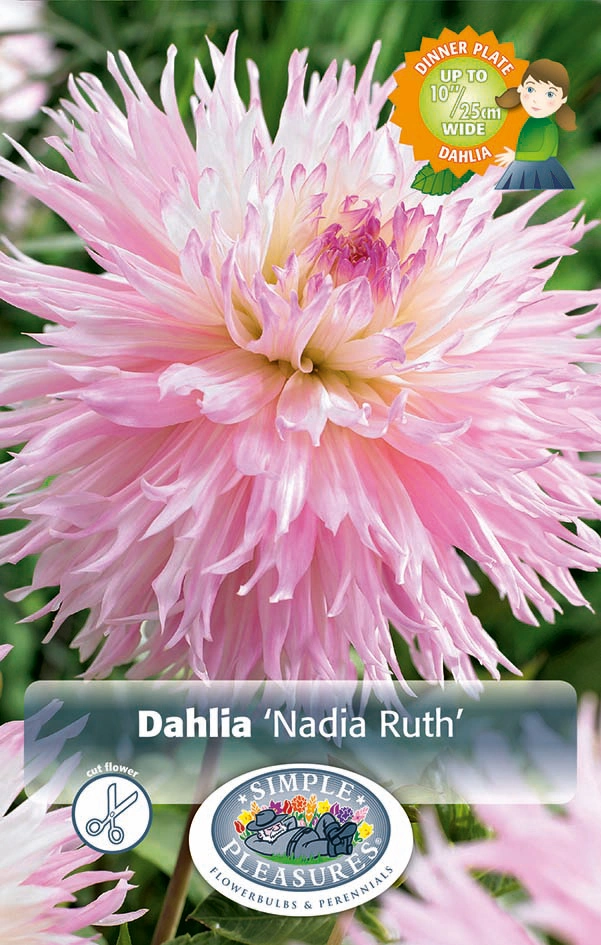Dahlia Nadia Ruth | 24 pcs - De Vroomen US