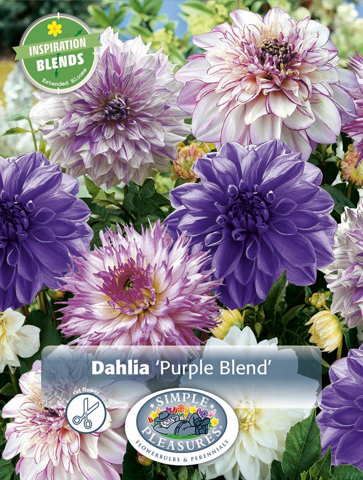 Dahlia Purple Blend | Capper 10 x 4 - De Vroomen US