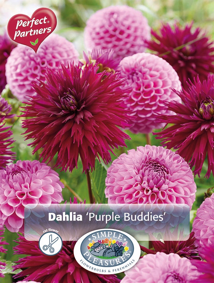 Dahlia Blend Purple Buddies | Capper 18 x 2 - De Vroomen US