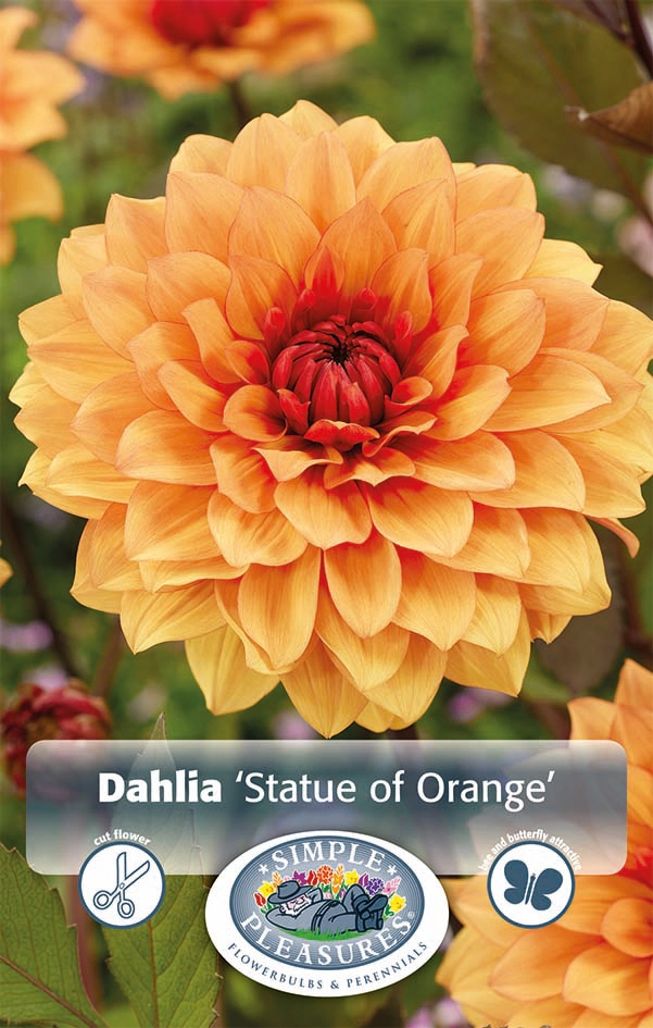Dahlia Statue of Orange | 12 pcs - De Vroomen US