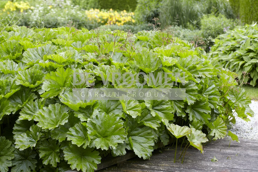 Darmera peltata | 25 pcs - De Vroomen US