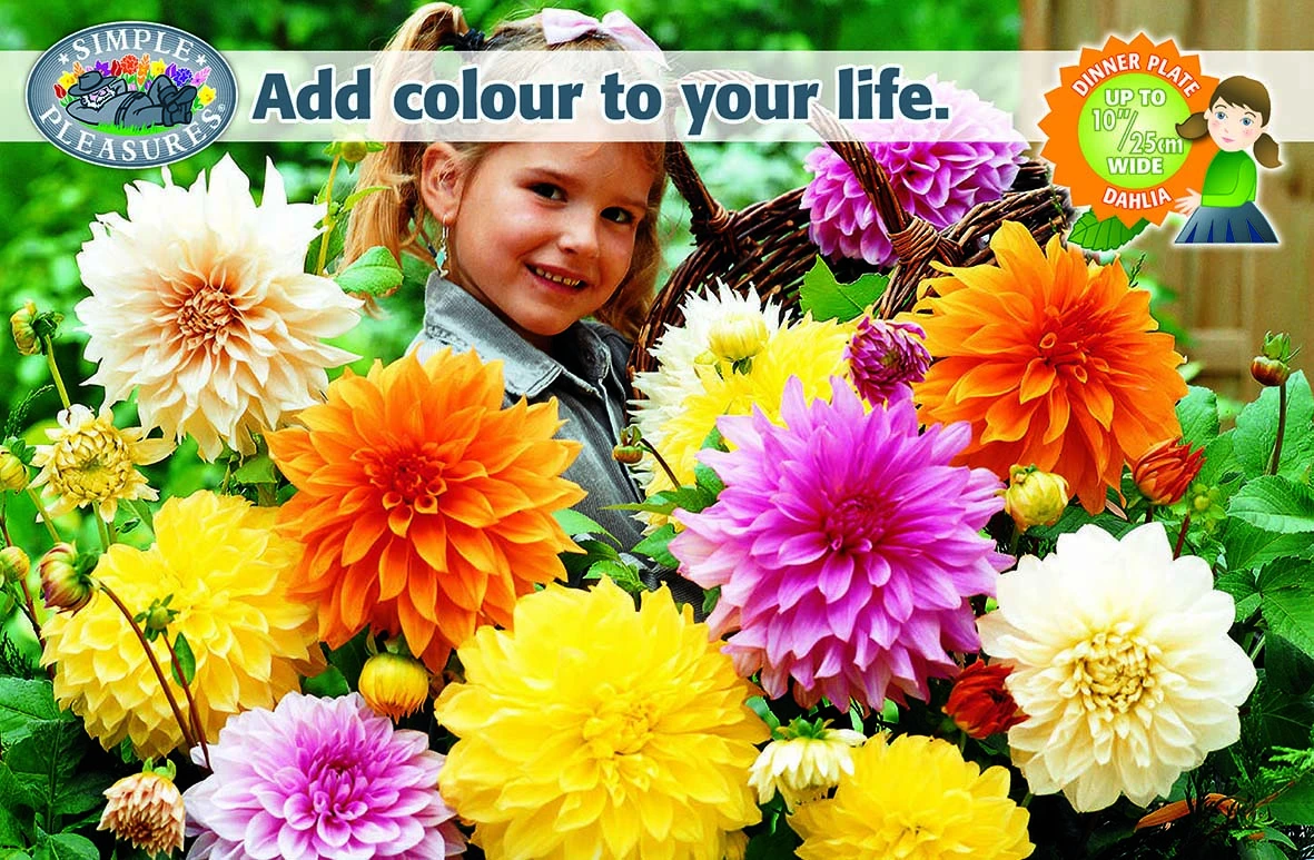 Dinner plate Dahlias - De Vroomen US